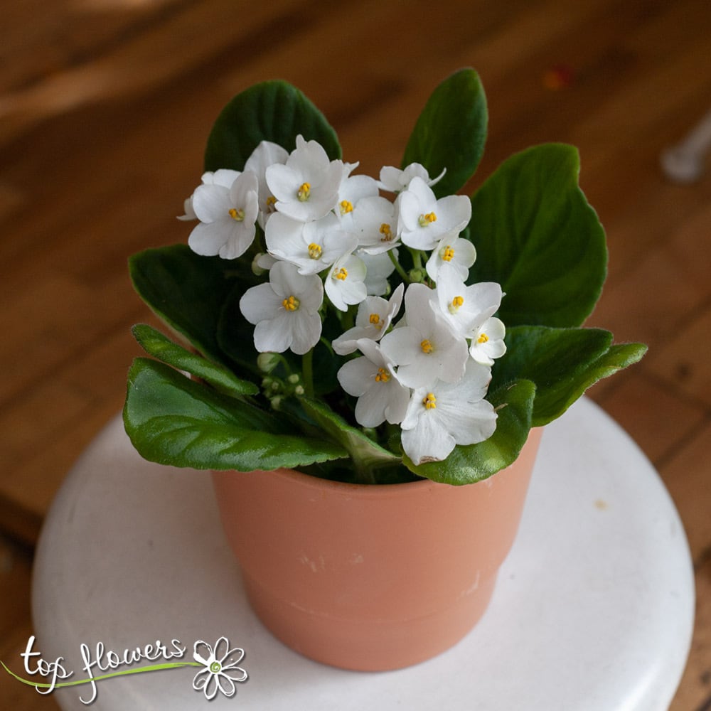 Сентполия | Стайна Теменужка | Top Flowers