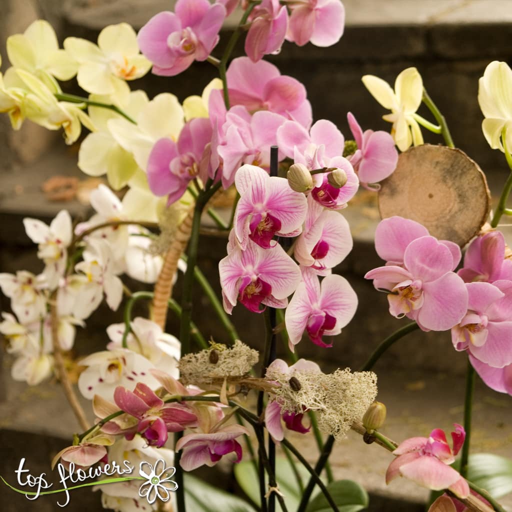 Орхидея Фаленопсис | Микс за ценители | Top Flowers.com