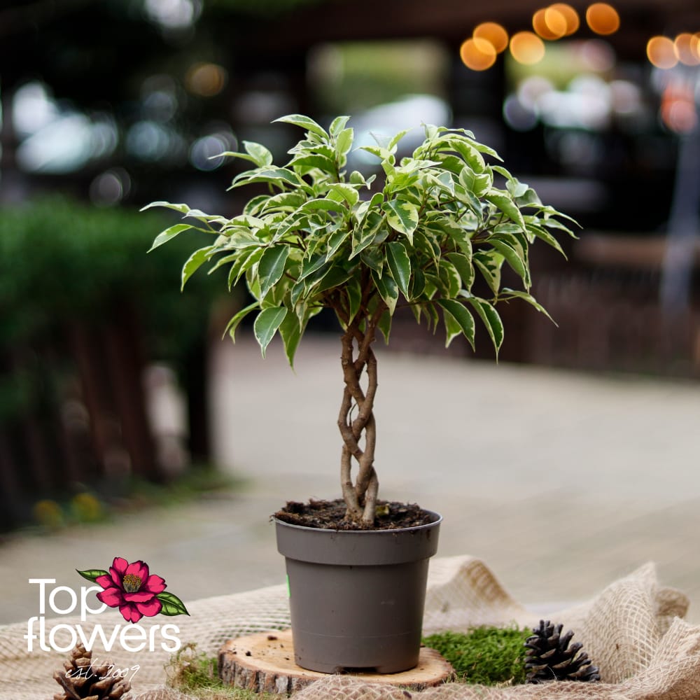 Green plants | Top Flowers.com