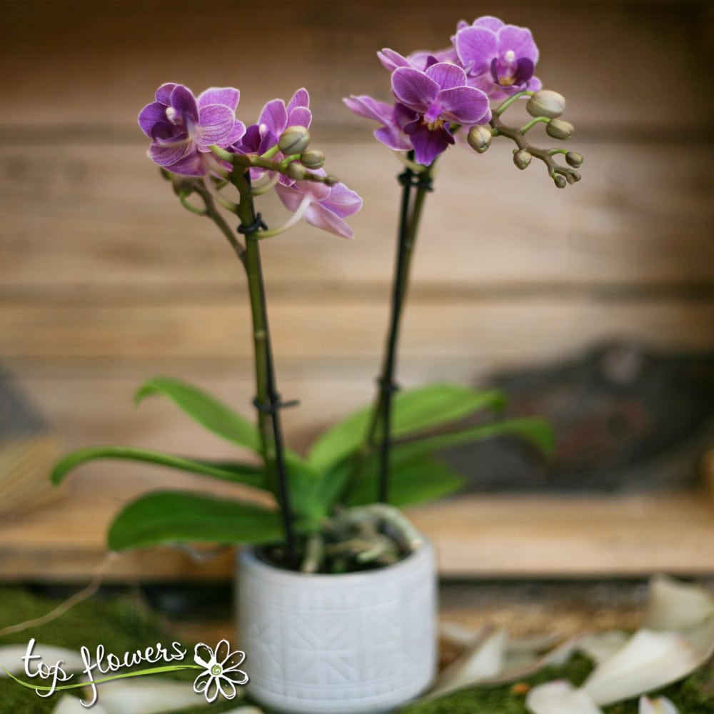 Мини орхидея чудесна за малък подарък с доставка от Top Flowers