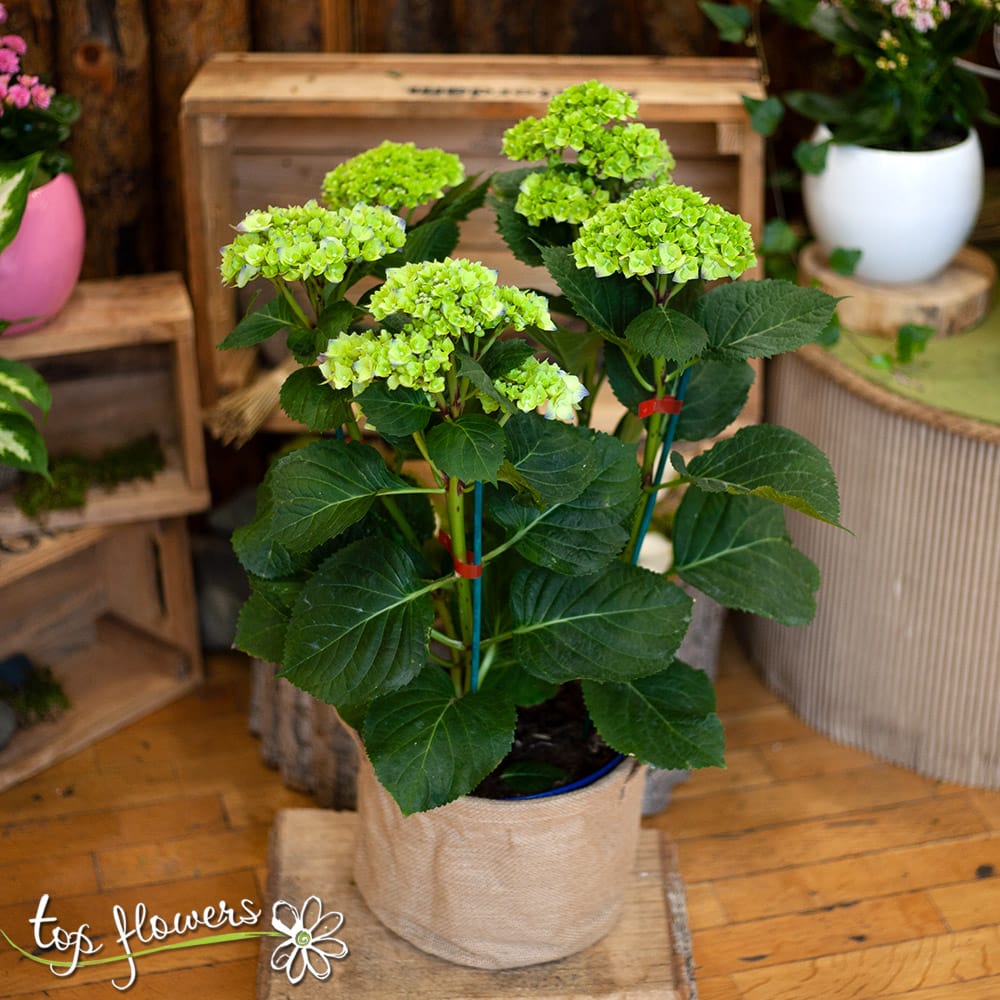 Доставка на хортензия в саксия от Top Flowers