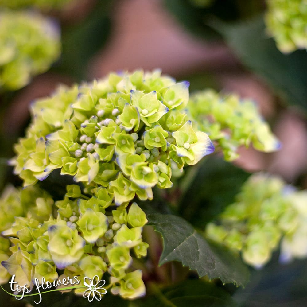 Доставка на хортензия в саксия от Top Flowers