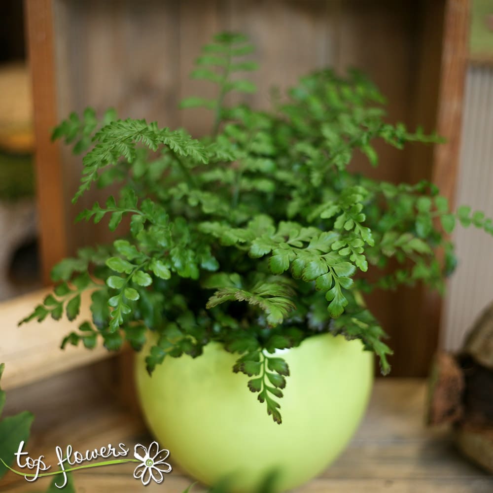 Папрат | Различни видове. Лесно растение за отглеждане с доставка