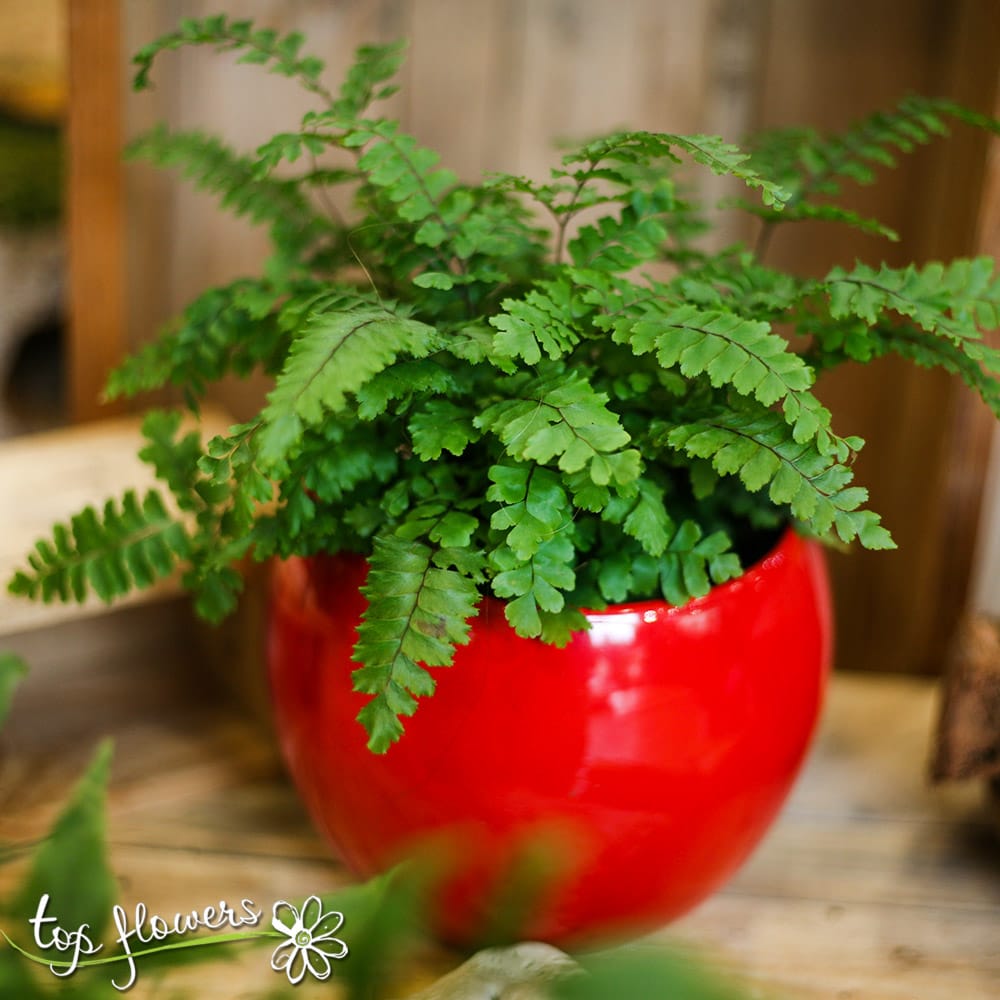 Папрат | Различни видове. Лесно растение за отглеждане с доставка