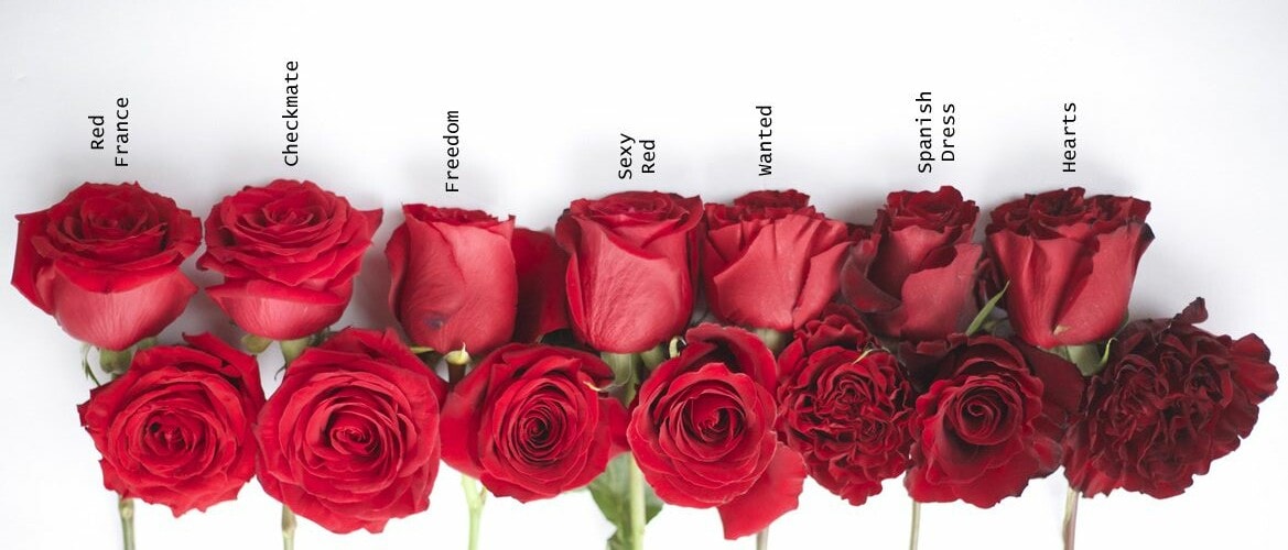 What is a rose, how is it used in floriculture, and what is its symbolism.