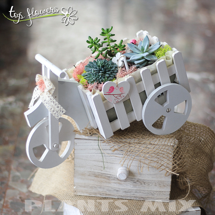 Микс от живи растения. Внимателно подбрани, засадени и аранжирани