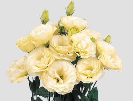 Eustoma. Description, history, varieties and symbolism of eustoma flower