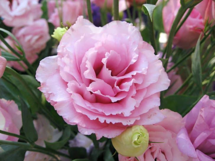 Eustoma. Description, history, varieties and symbolism of eustoma flower