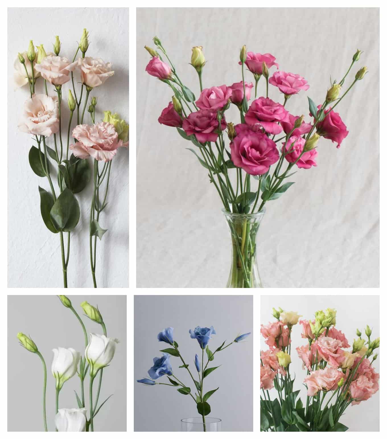 Eustoma. Description, history, varieties and symbolism of eustoma flower