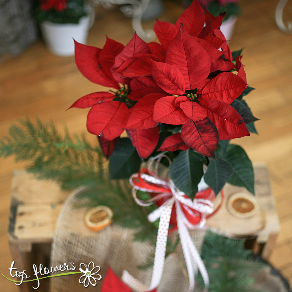 Коледна звезда в кашпа с експресна доставка в цялата страна