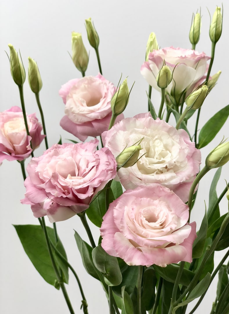 Eustoma. Description, history, varieties and symbolism of eustoma flower