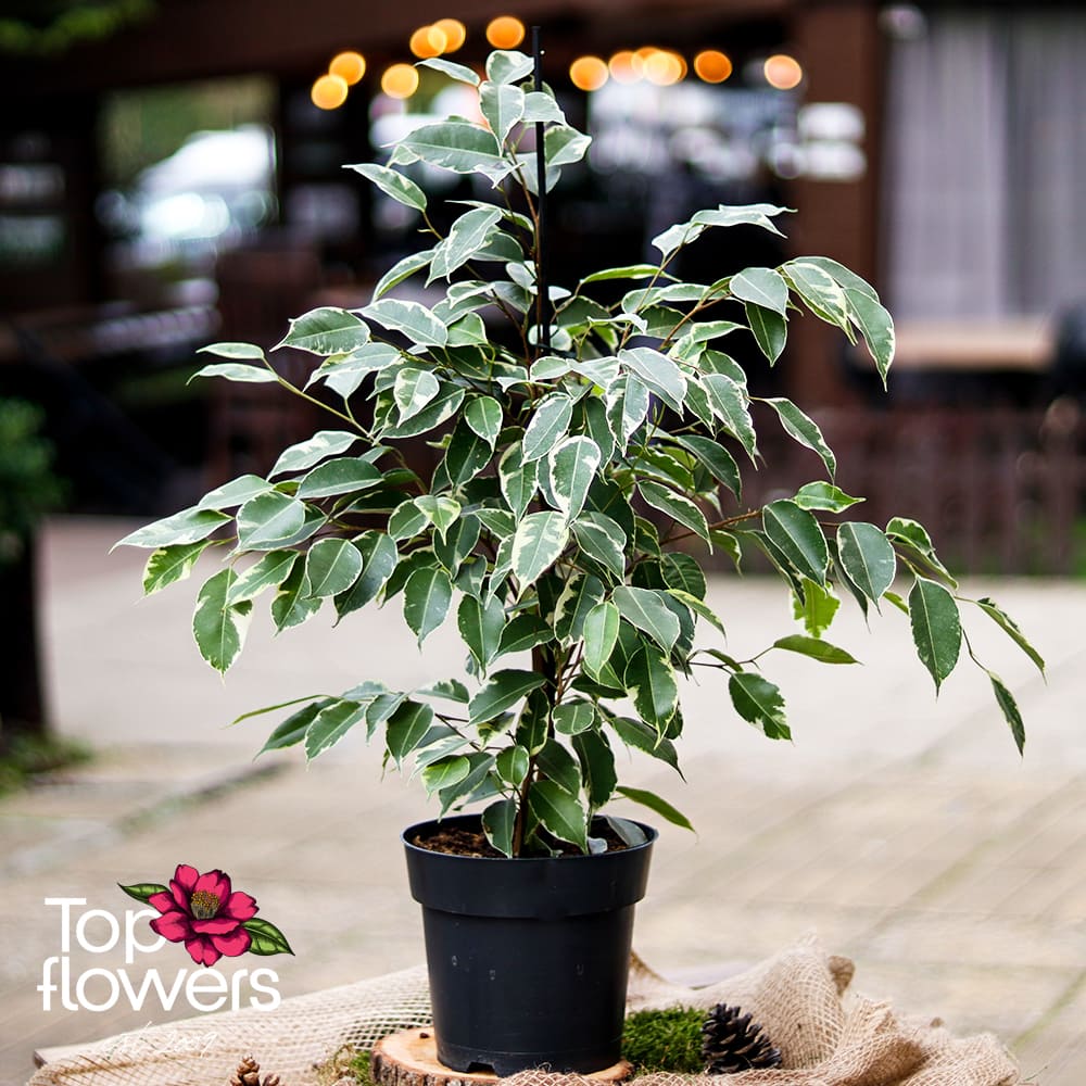 Large Ficus Benjamin | Top-Flowers express flower delivery