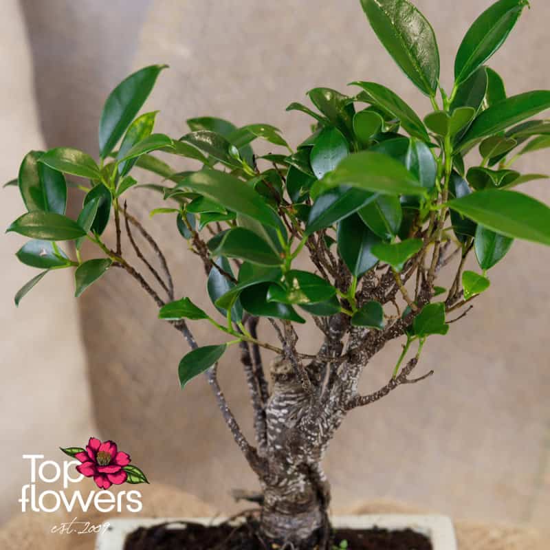 Бонсай | Фикус (Ficus) - Поръчайте онлайн с доставка до вашия дом от ...