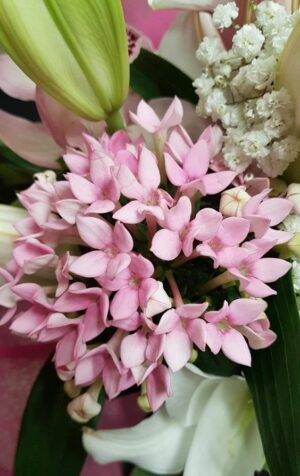 Bouvardia | Top-Flowers.com